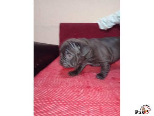 Francuski buldog