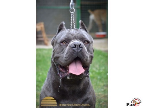 Cane Corso