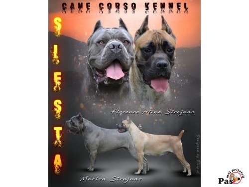 Cane Corso