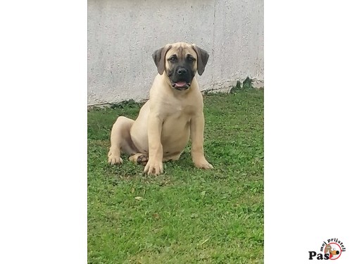 Presa de canario