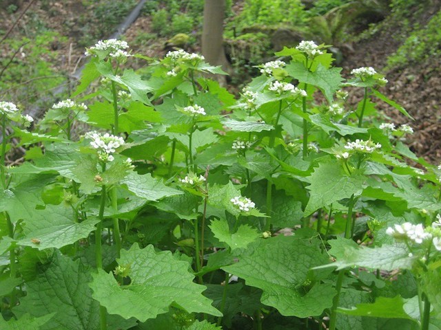 Garlic mustard (seme) Srcolika cesnja Alliaria petiolat