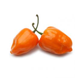 Orange Habanero - Ljuta paprika (seme)