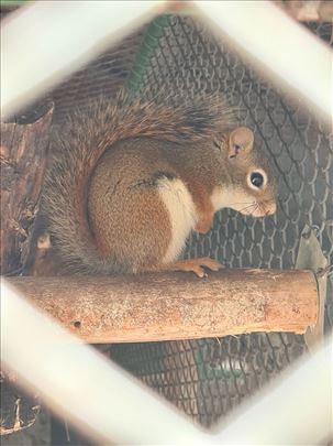 Kanadske mlade riđe veverice