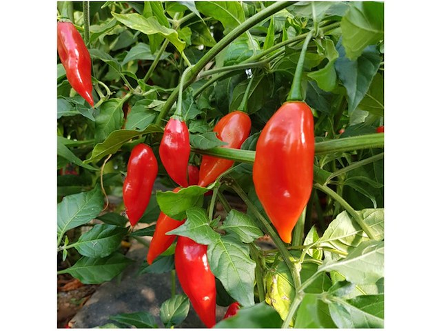 RED Lantern Habanero chili (seme)