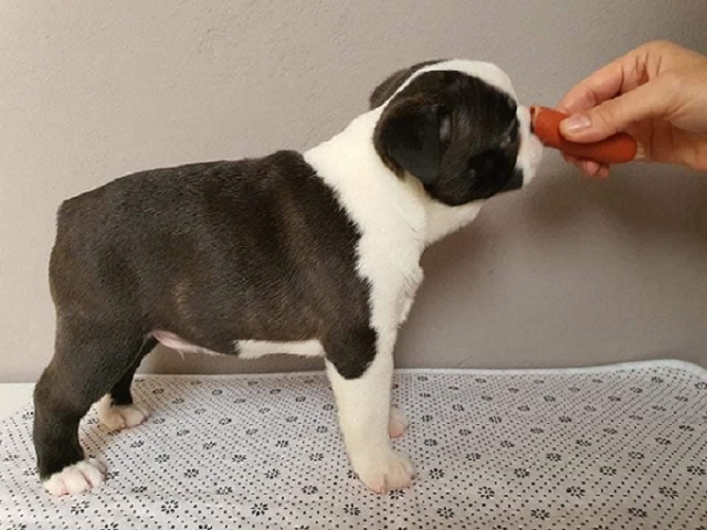 Boston terijer, prelepi štenci