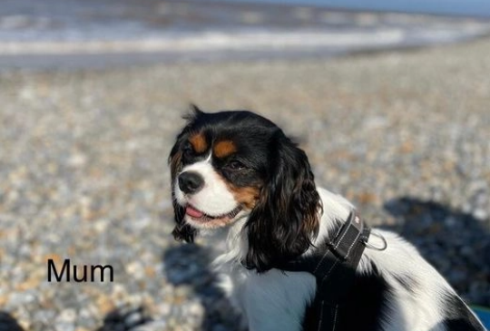 Cavalier King Charles Spaniel