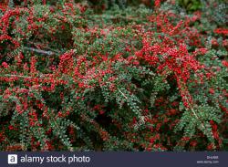 cotonaster-dunjarica horizontalis