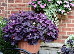 Oxalis triangularis