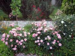 ruža niska sitna roze boje