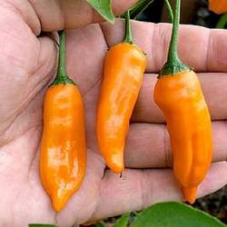 ORANGE lantern habanero cili (seme)