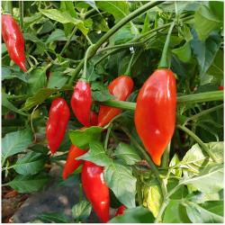 RED Lantern Habanero chili (seme)