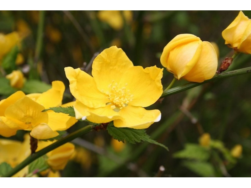 Keria japonica - golden guinea