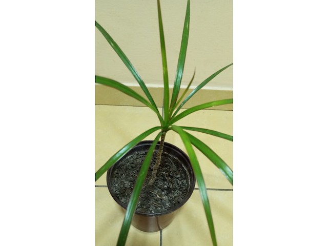 Dracena