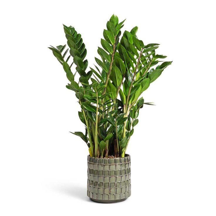 Zamioculcas - Zamia