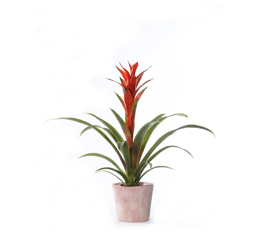 Guzmania