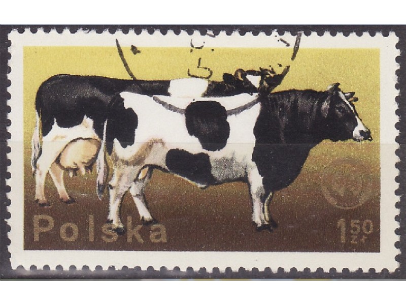 Poljska - krava