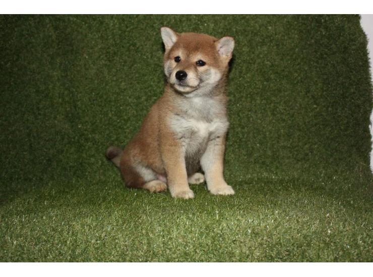 Shiba inu