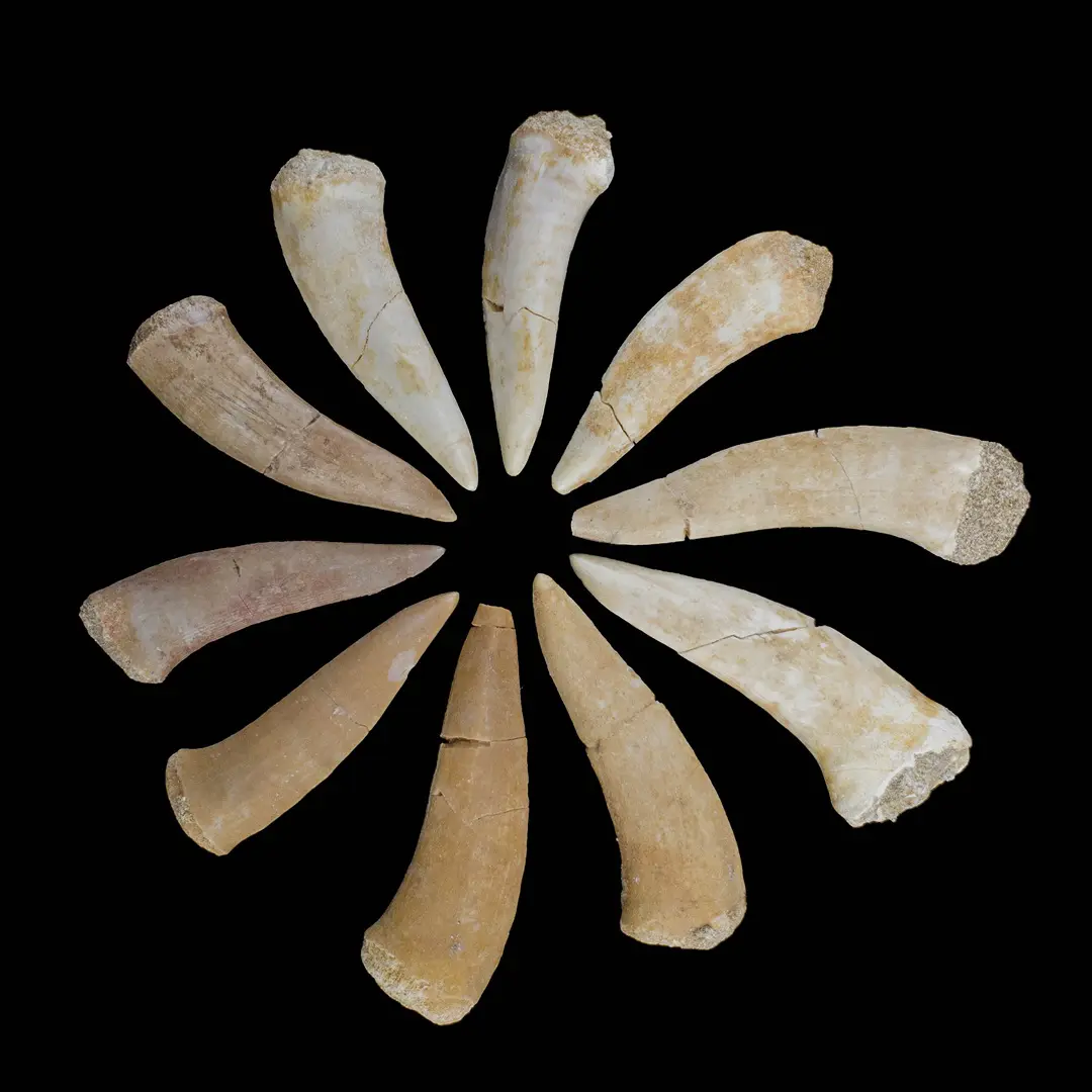 Fosil zub Enchodus #4315F7