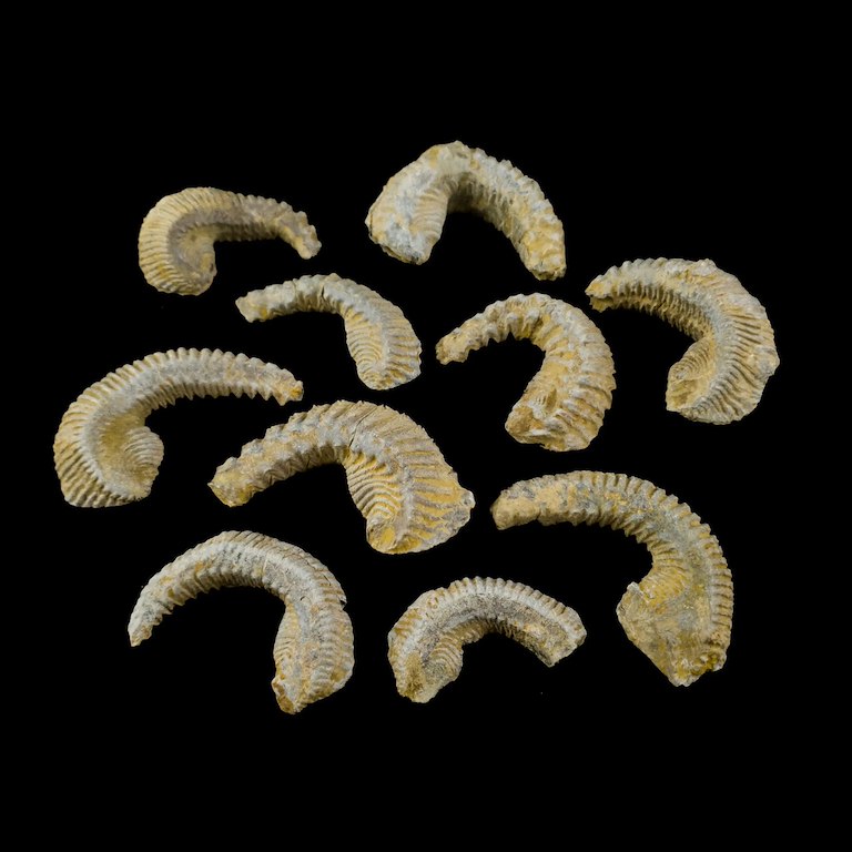 Arctostrea carinata – Rastellum fosil #7825F11
