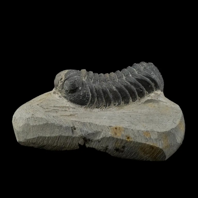 Trilobit Fosil 177gr #8094F2