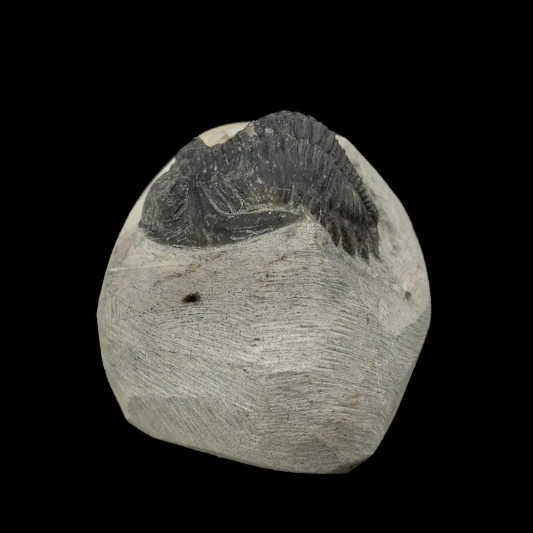 Trilobit Fosil 218gr #8101F2