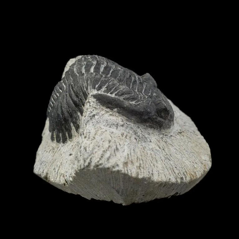 Trilobit Fosil 168gr #8102F2