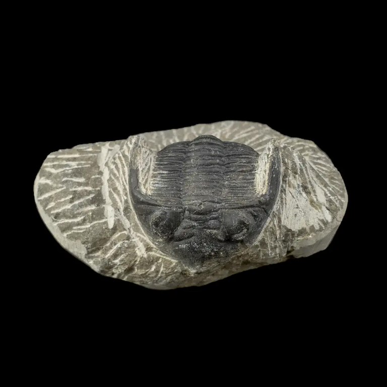Trilobit Fosil 251gr #8103F2