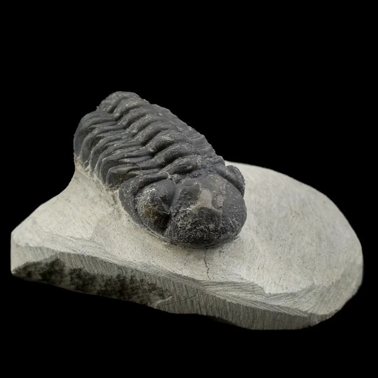 Trilobit Fosil 172gr #8105F2