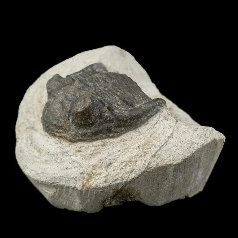 Trilobit Fosil 235gr #8106F2