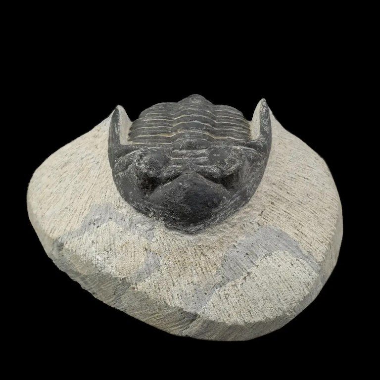 Trilobit Fosil 144gr #8107F2