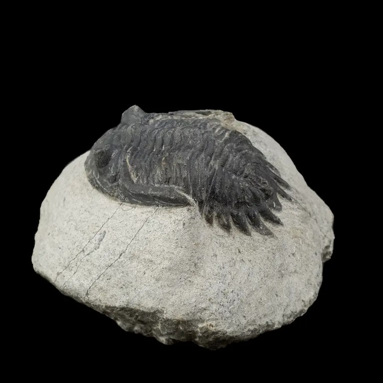 Trilobit Fosil 158gr #8108F2