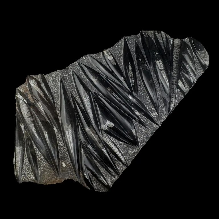 Orthoceras 15kg #7987