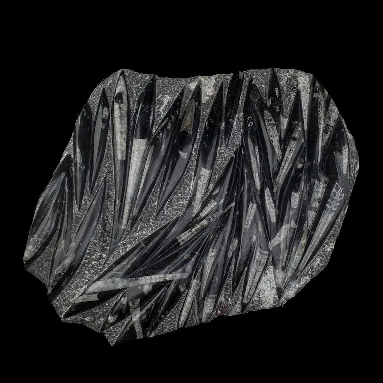 Orthoceras 15kg #7988
