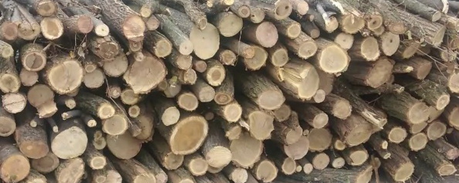 Prodaja 30 prostornih metara ogrevnog drveta bagrema