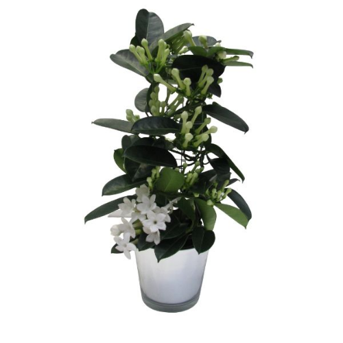 Stephanotis Floribunda 3-4 tros, elegant 12/55