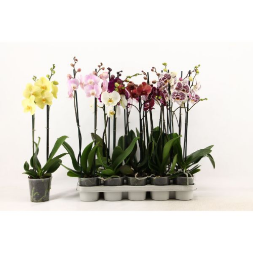 Phalaenopsis mix 12/60 2 grane