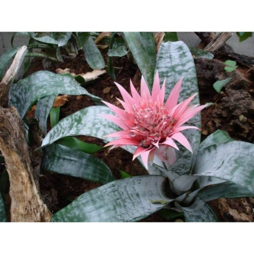 Aechmea primera 15/60