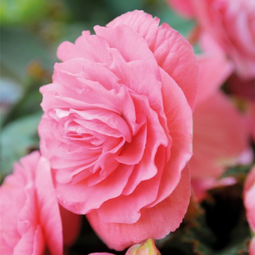 Begonia P Double Pink 3/1