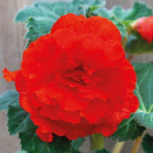 Begonia P Double Red 3/1