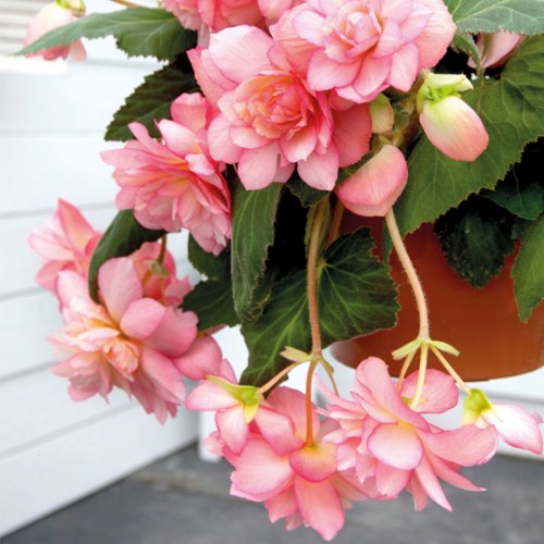 Begonia P Pendula Pink 2 /1