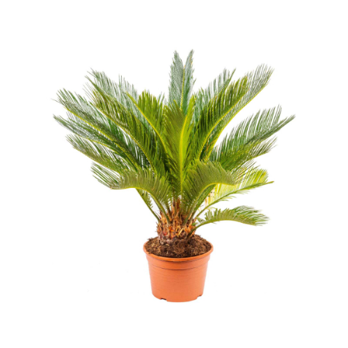 Cycas revoluta 20/65 TGC