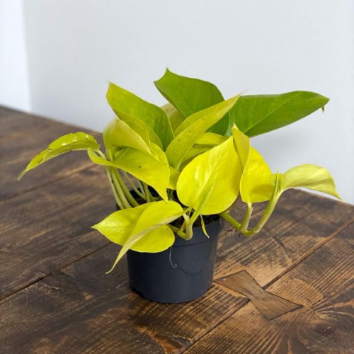 Epipremnum golden pothos 12/20