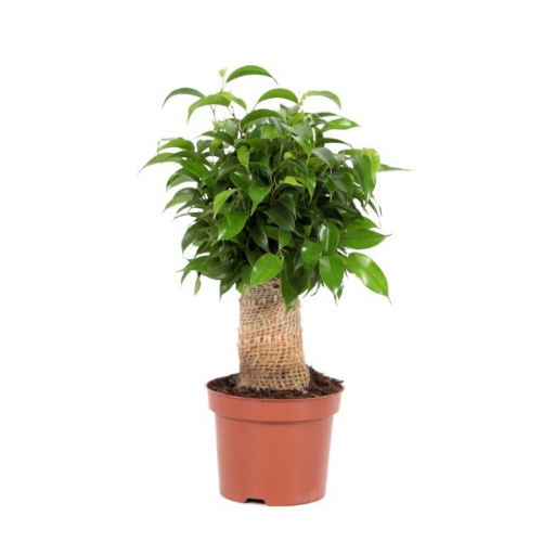 Ficus Benjamina Natasja Juta 12/33