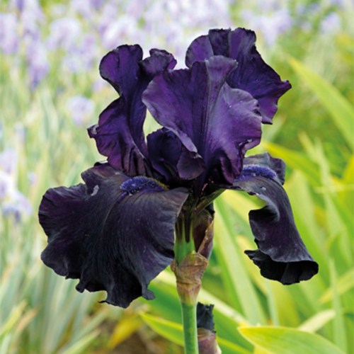 Iris P Germanica Black 1/1