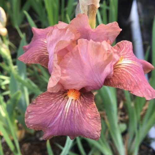 Iris P Germanica Pink 1/1