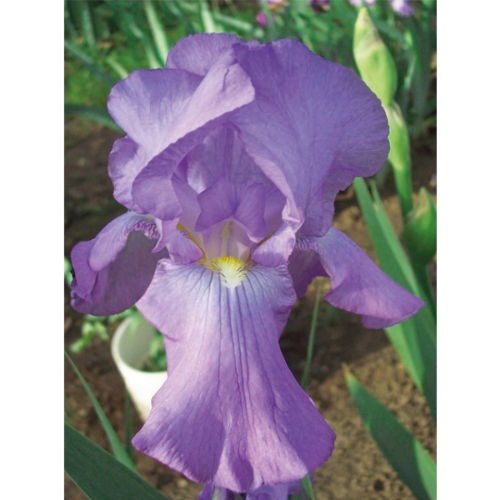 Iris P Germanica Violet 1/1