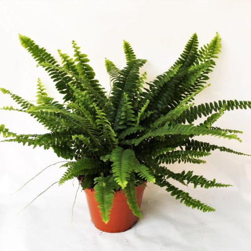 Nephrolepis Exaltata Green Lady 12/40