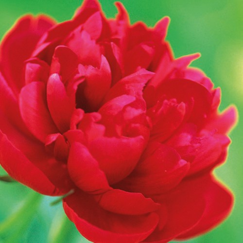 Paeonia Officinalis Red božur 1/1