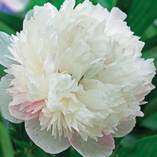 Paeonia Officinalis White božur 1/1