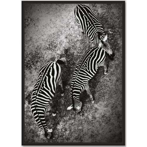 Slika sa ramom 27x37cm zebra